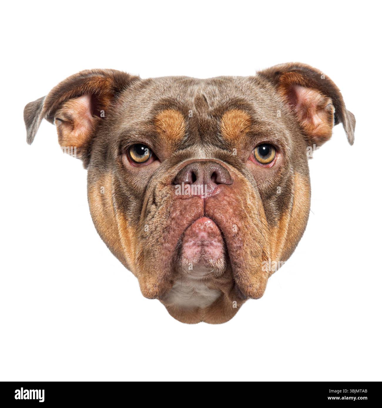 Dog eyes skin folds Cut Out Stock Images & Pictures - Alamy