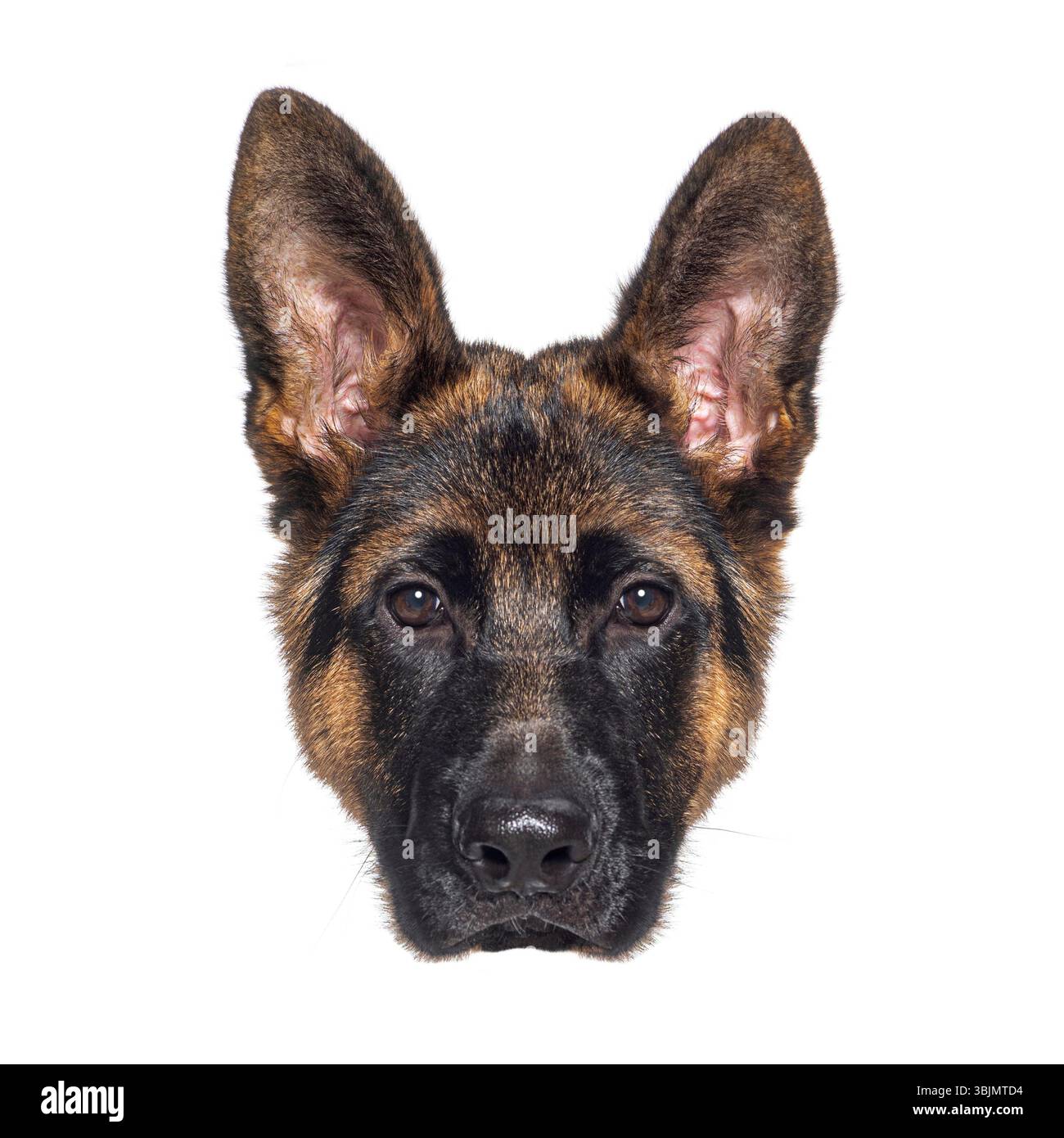 German shepherd head shot Cut Out Stock Images & Pictures - Alamy