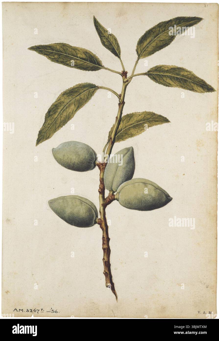 Jacques Le Moyne de Morgues’ circa 1575 botanical illustration 'Almond ...