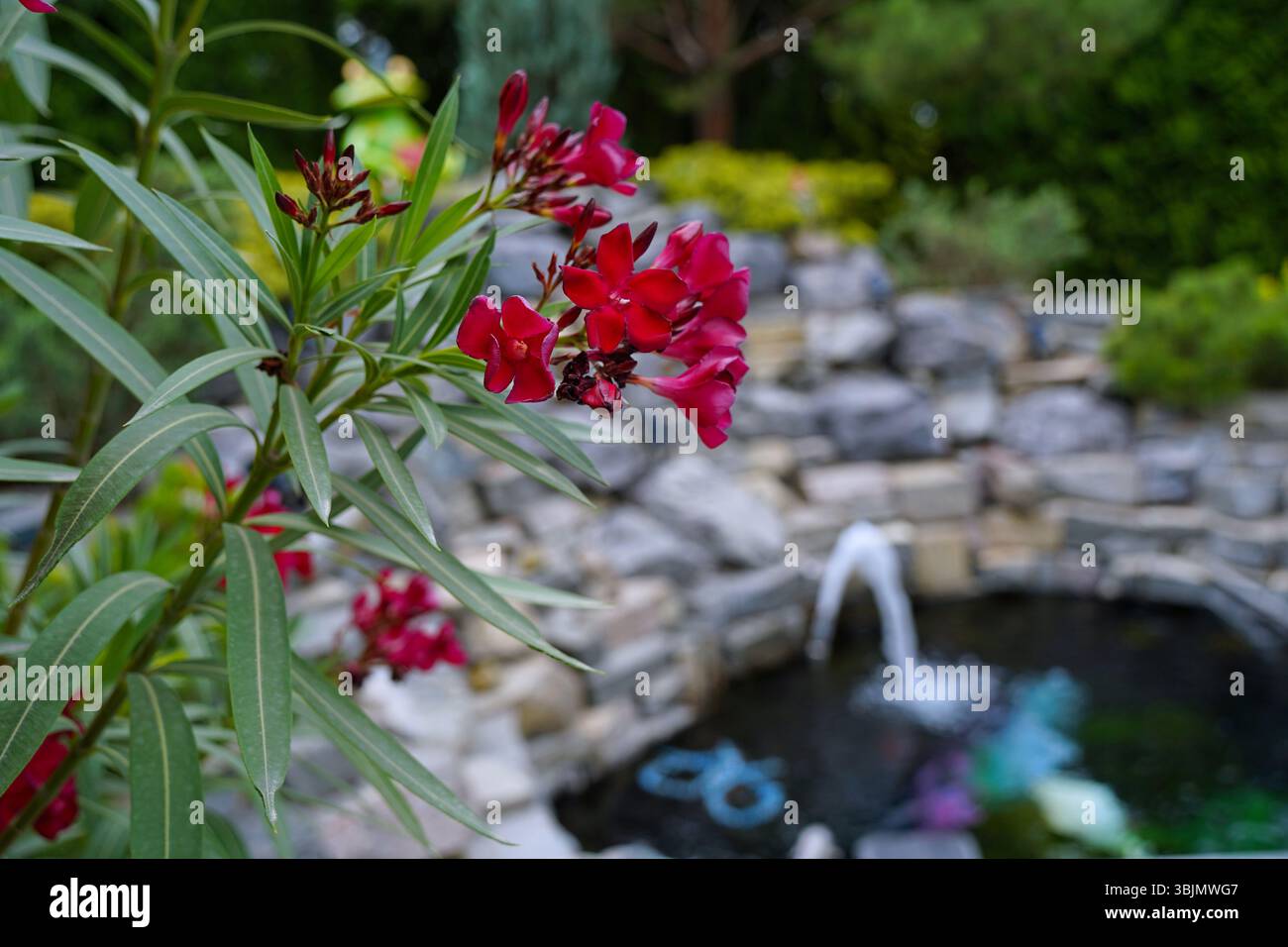 Flowering plants in a plant nursery, among various shrubs and trees ...
