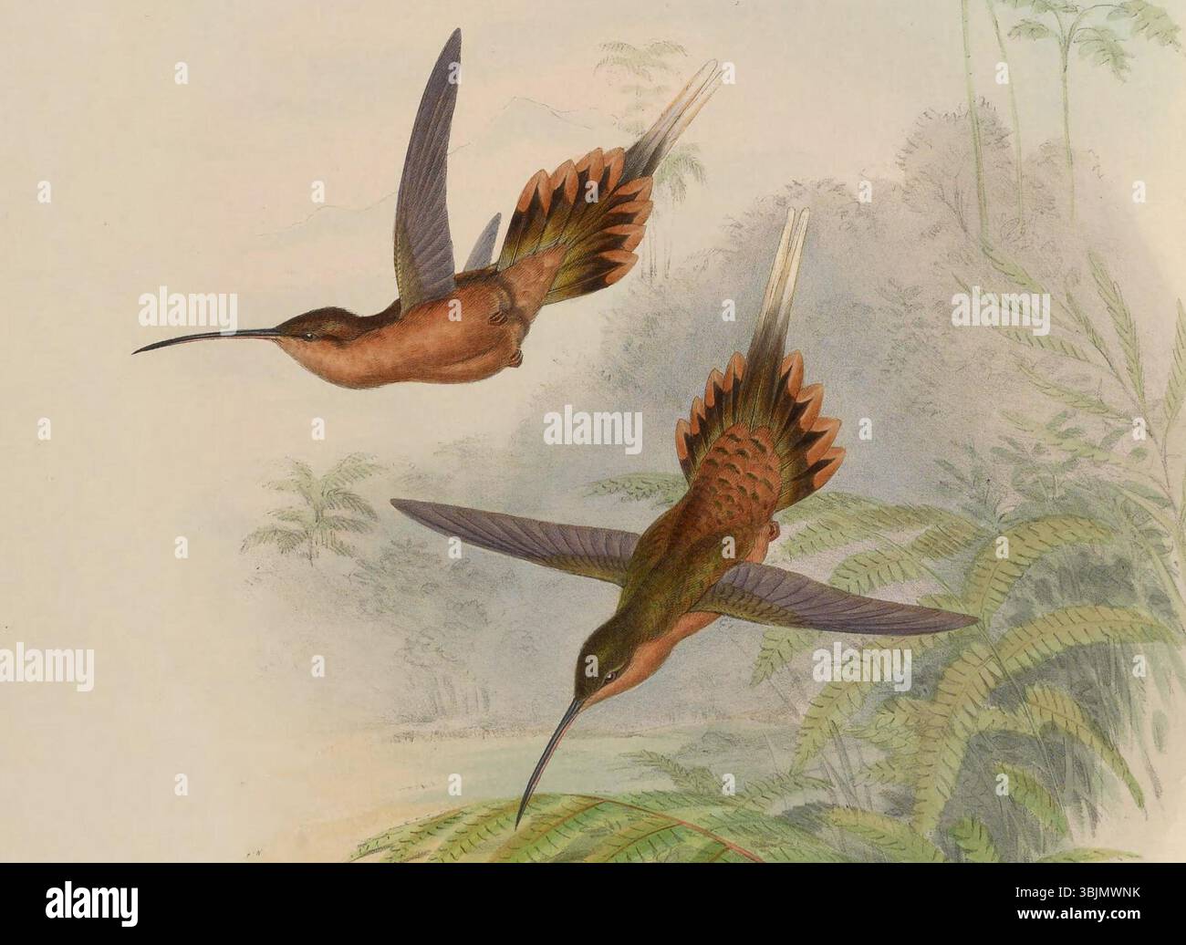 Phaethornis philippii hi-res stock photography and images - Alamy