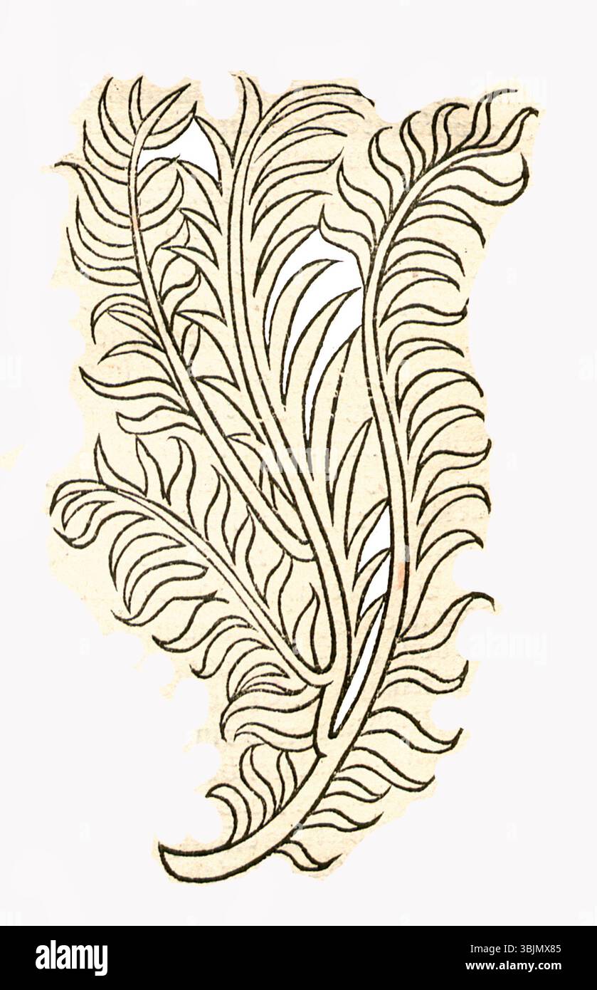 The 'Hortus Spica celtica' from 1491 is a botanical illustration ...