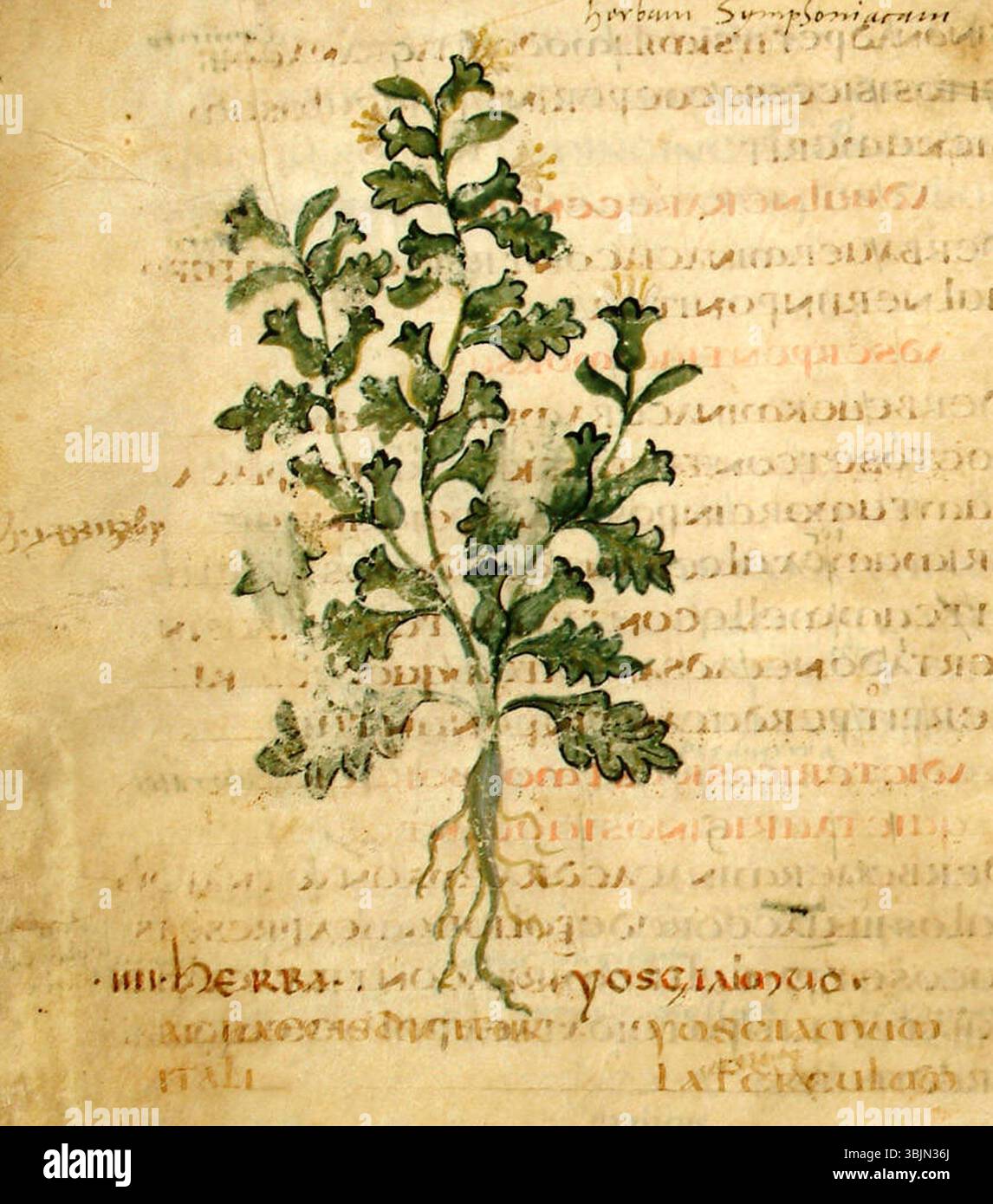 A 6th-century depiction of *Hyoscyamus niger*, commonly known as ...