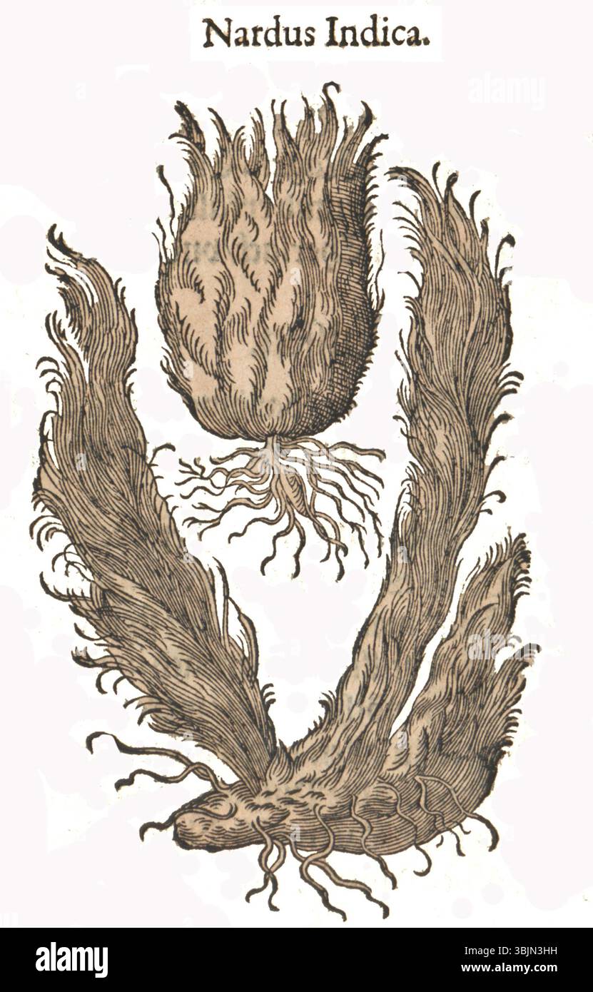 Nardus indica hi-res stock photography and images - Alamy