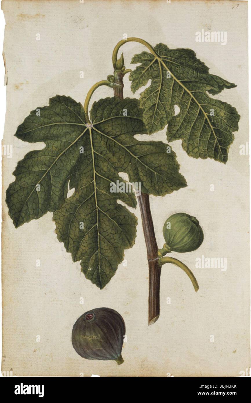 Jacques Le Moyne de Morgues’ circa 1575 illustration shows Ficus carica ...