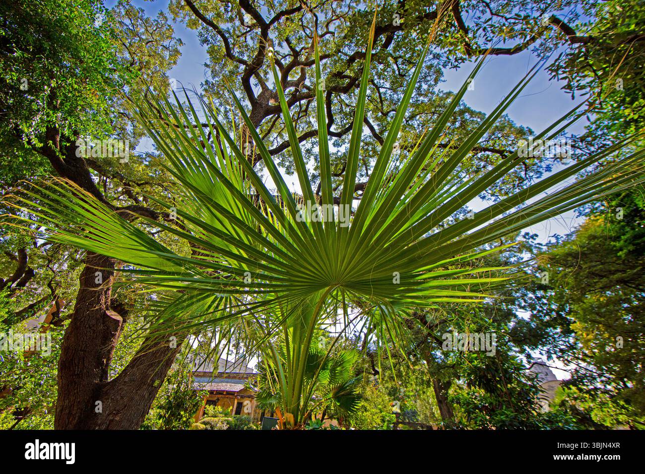 Large fan palm leaf in lush green garden with oak trees under clear ...