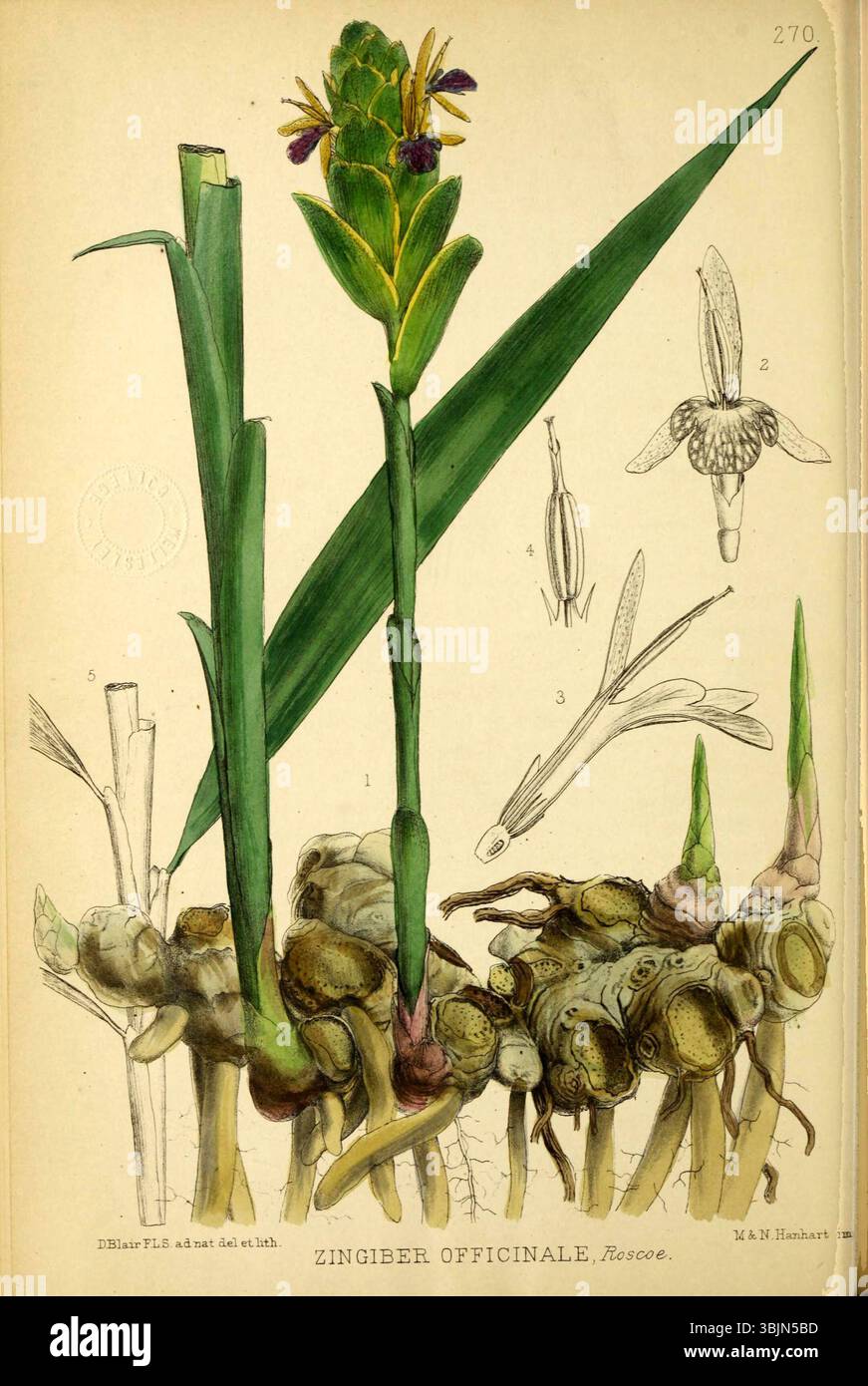 1880 botanical illustration by David Blair depicting Zingiber ...