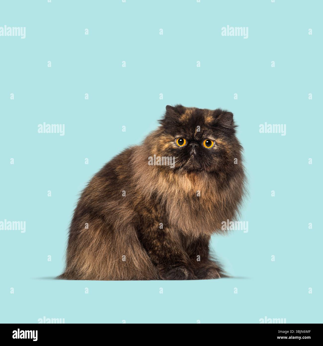 Adorable tortoiseshell persian cat sitting and staring, isolated on a ...