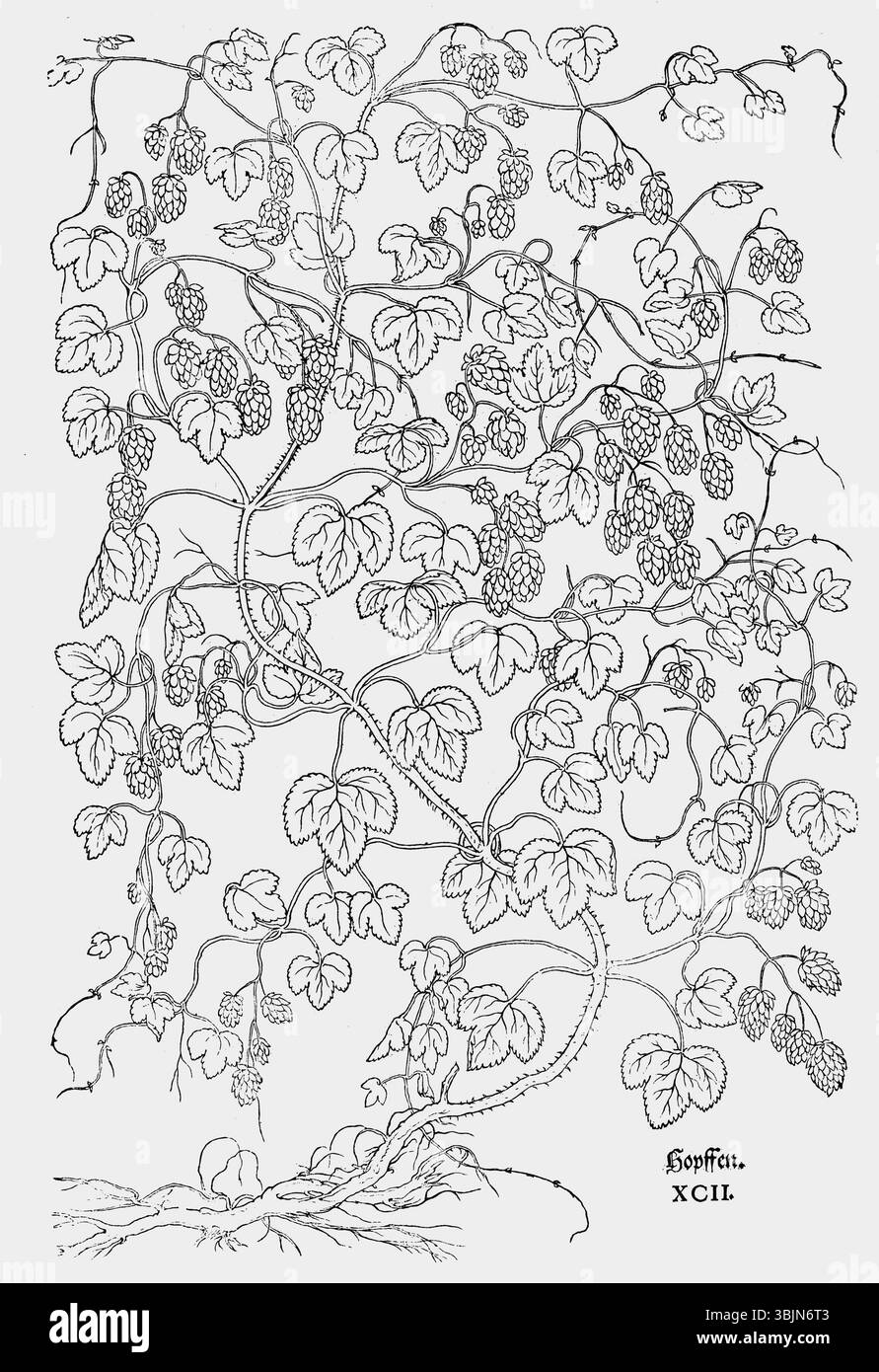 Leonhart Fuchs’ 1543 illustration of Humulus lupulus presents the hop ...