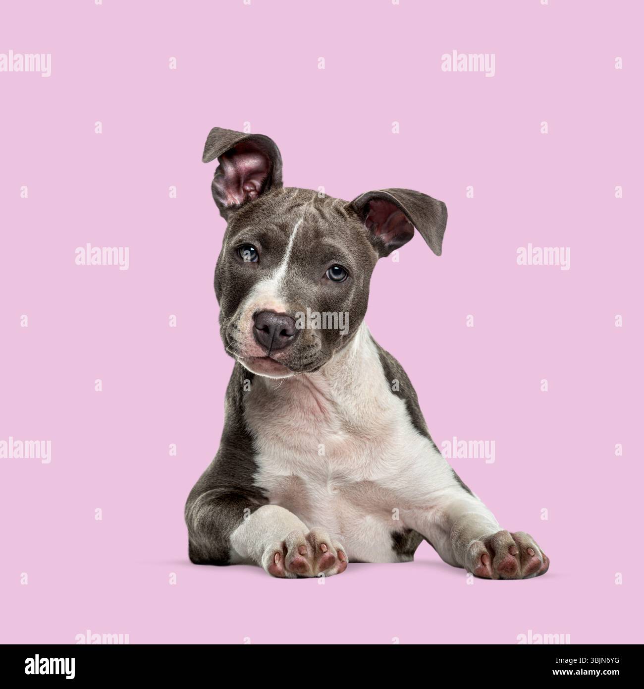 Cute american staffordshire terrier puppy lying down on a pink ...