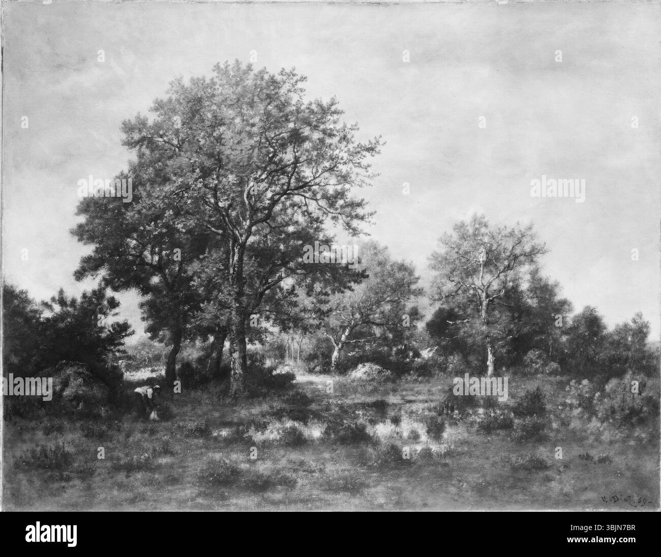 Showcasing vibrant foliage Black and White Stock Photos & Images - Alamy