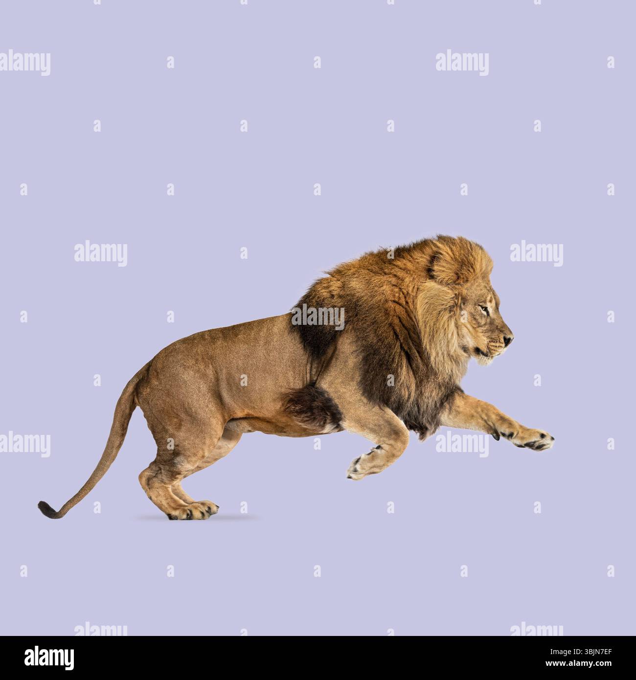 Studio shot of a majestic male lion leaping forward, isolated on a ...
