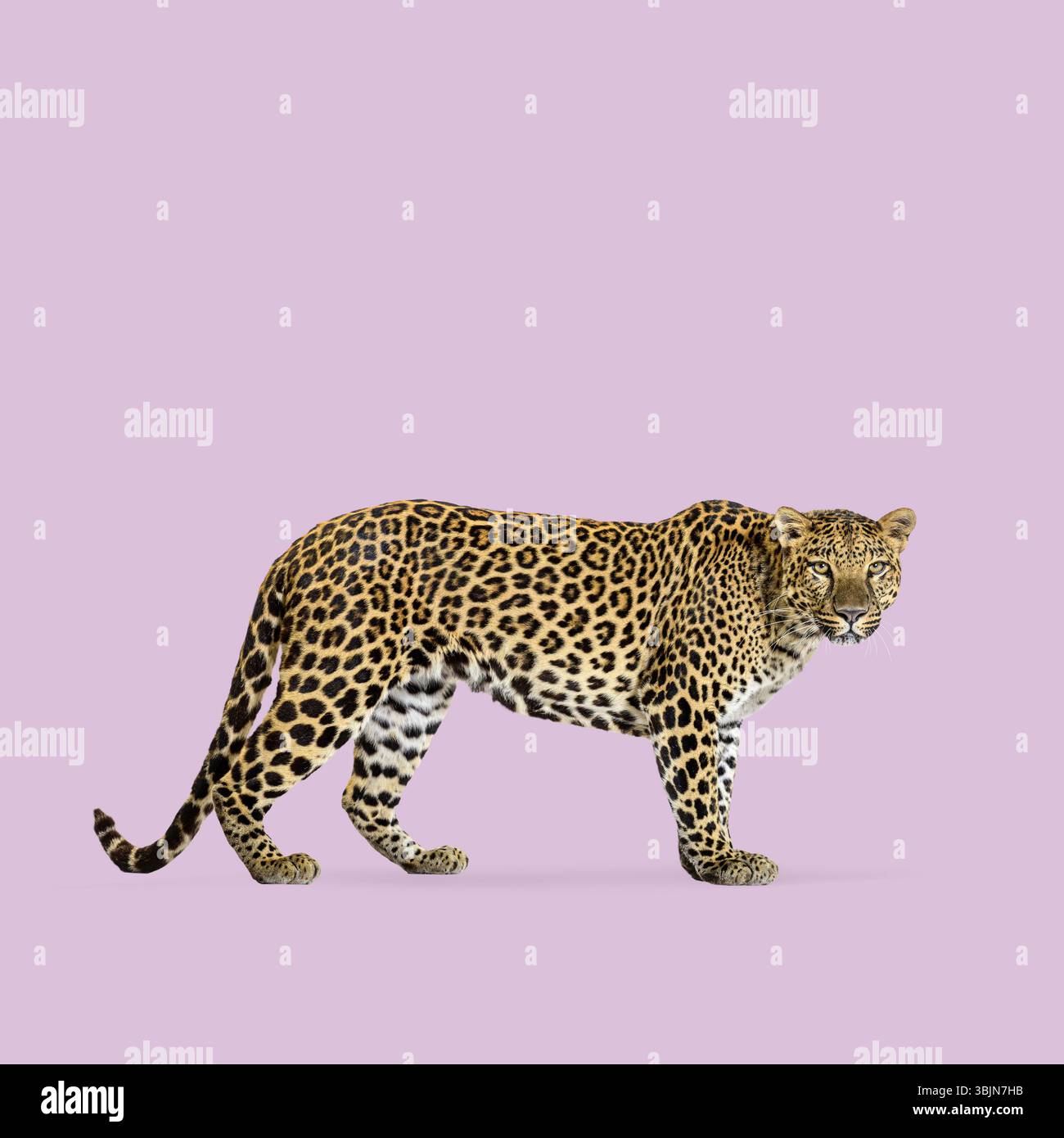 Full body view slightly hi-res stock photography and images - Alamy