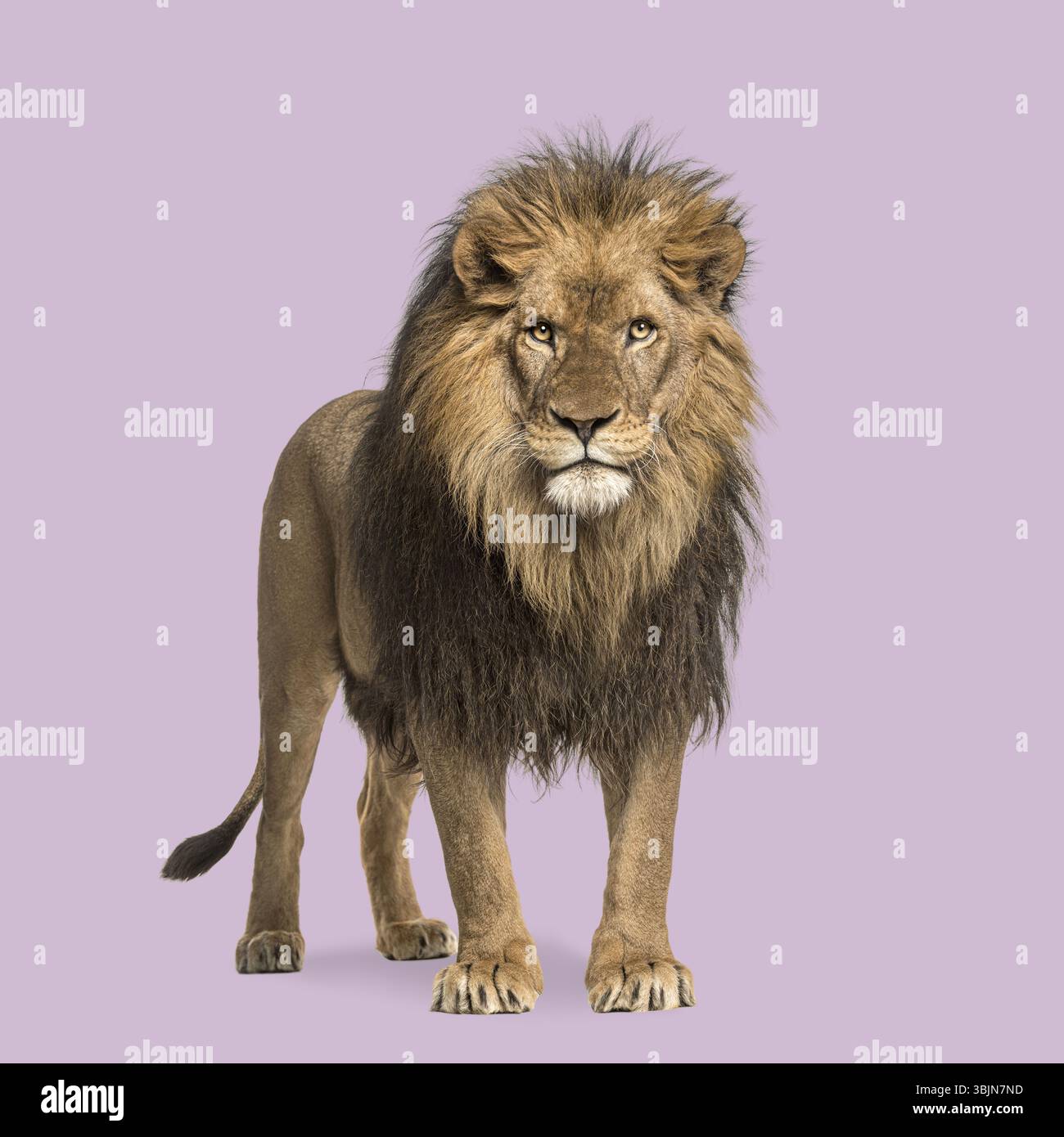 Studio shot powerful male hi-res stock photography and images - Alamy