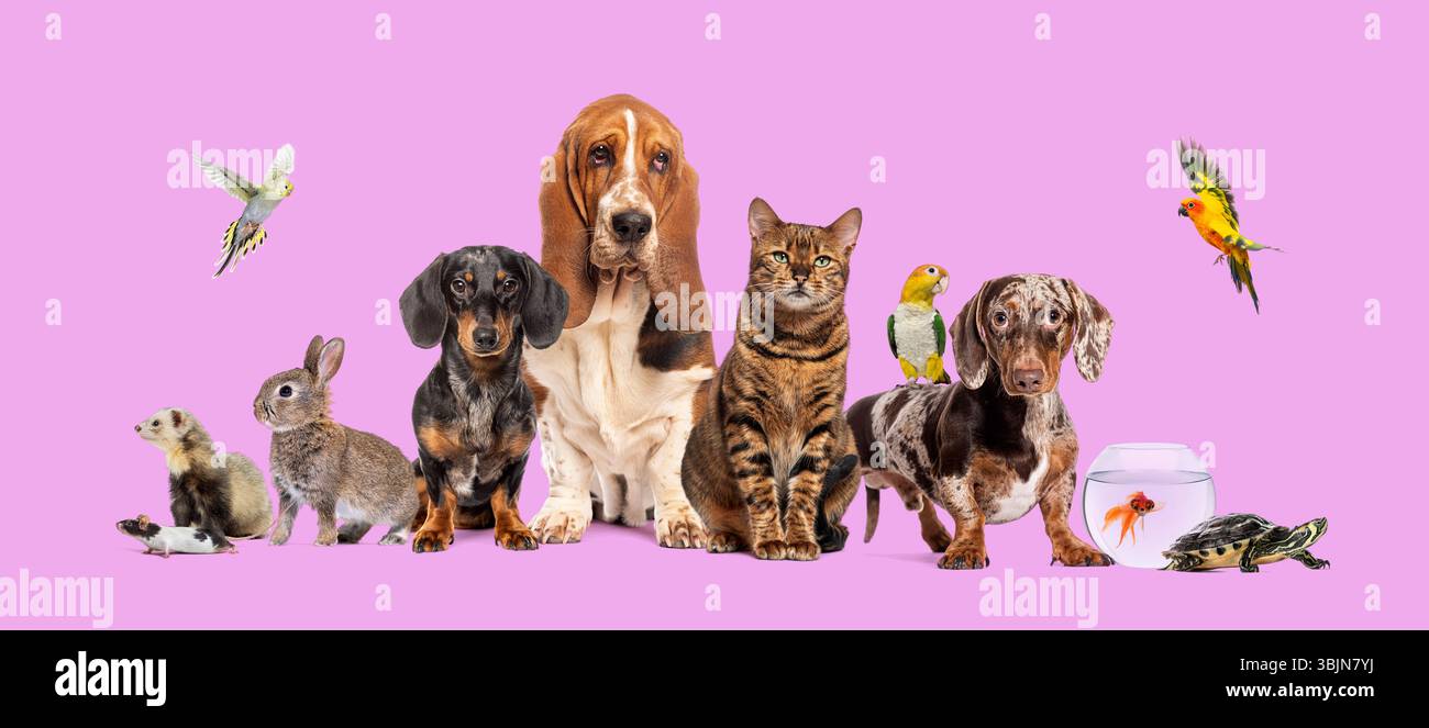 Group of domestic animals including dogs, cats, birds, rodents, fish ...