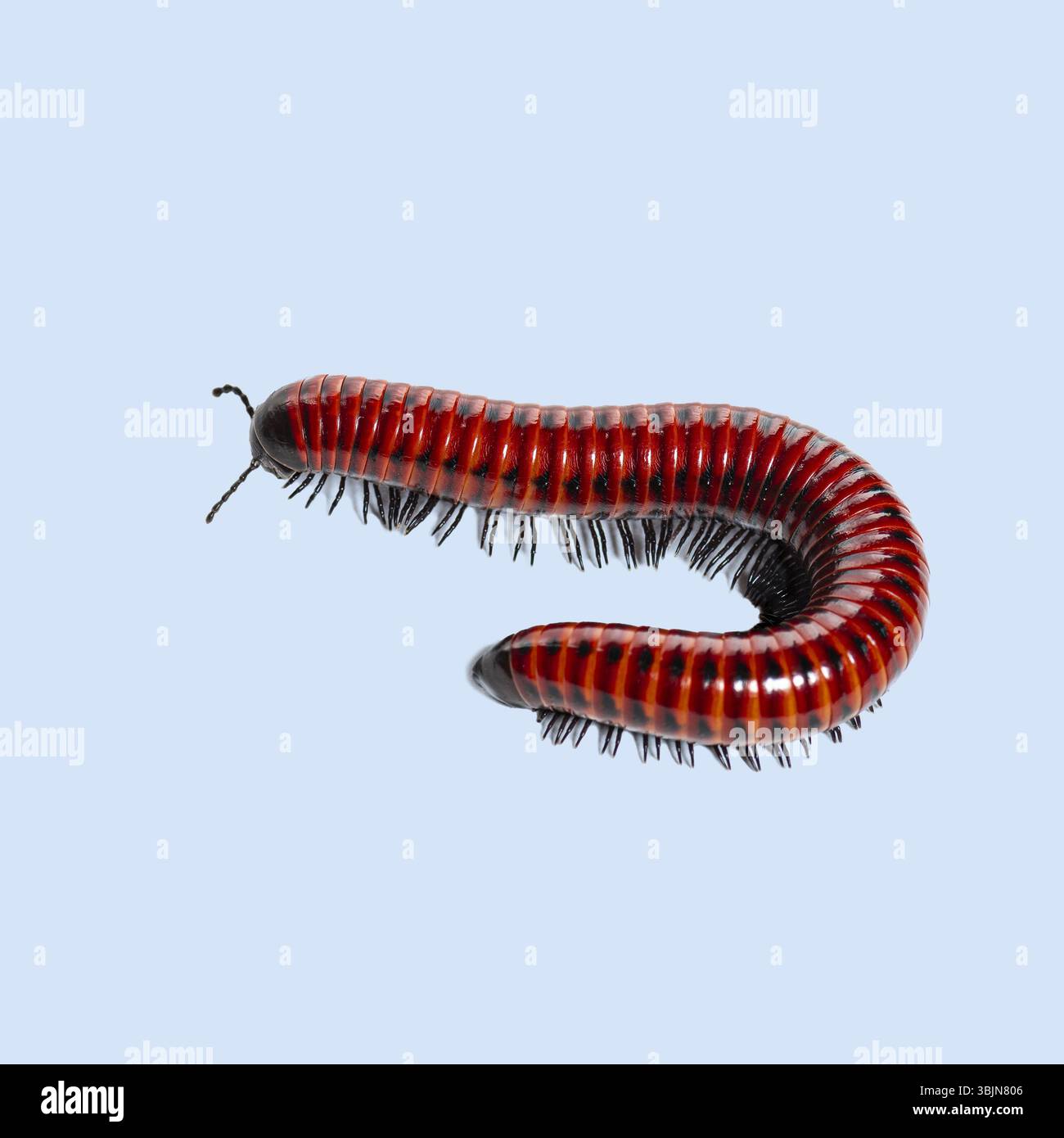 Red millipede hi-res stock photography and images - Alamy