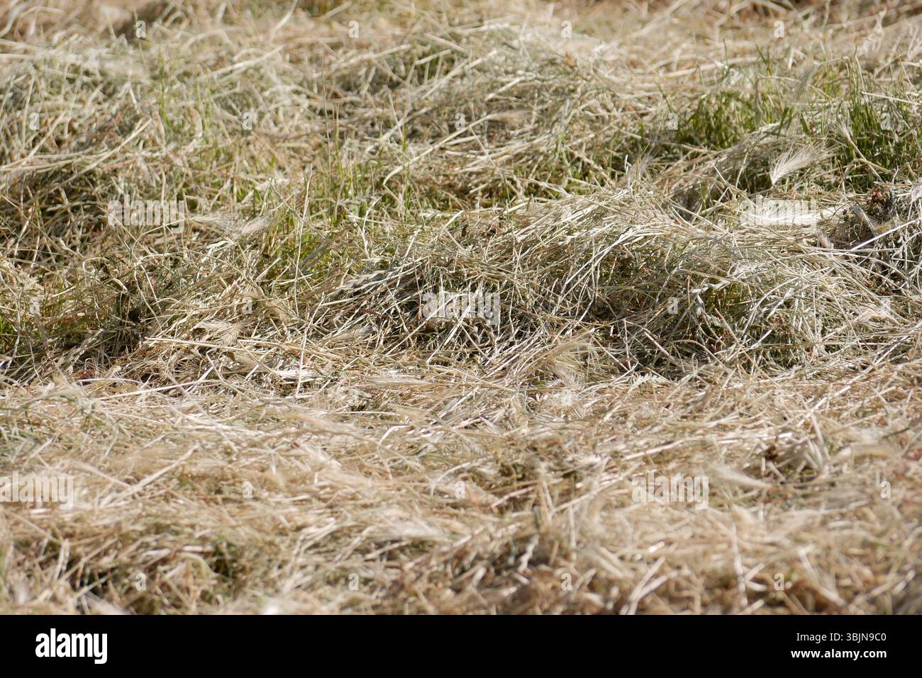 Mown grass for hay making to feed farm animals. Textured abstract ...