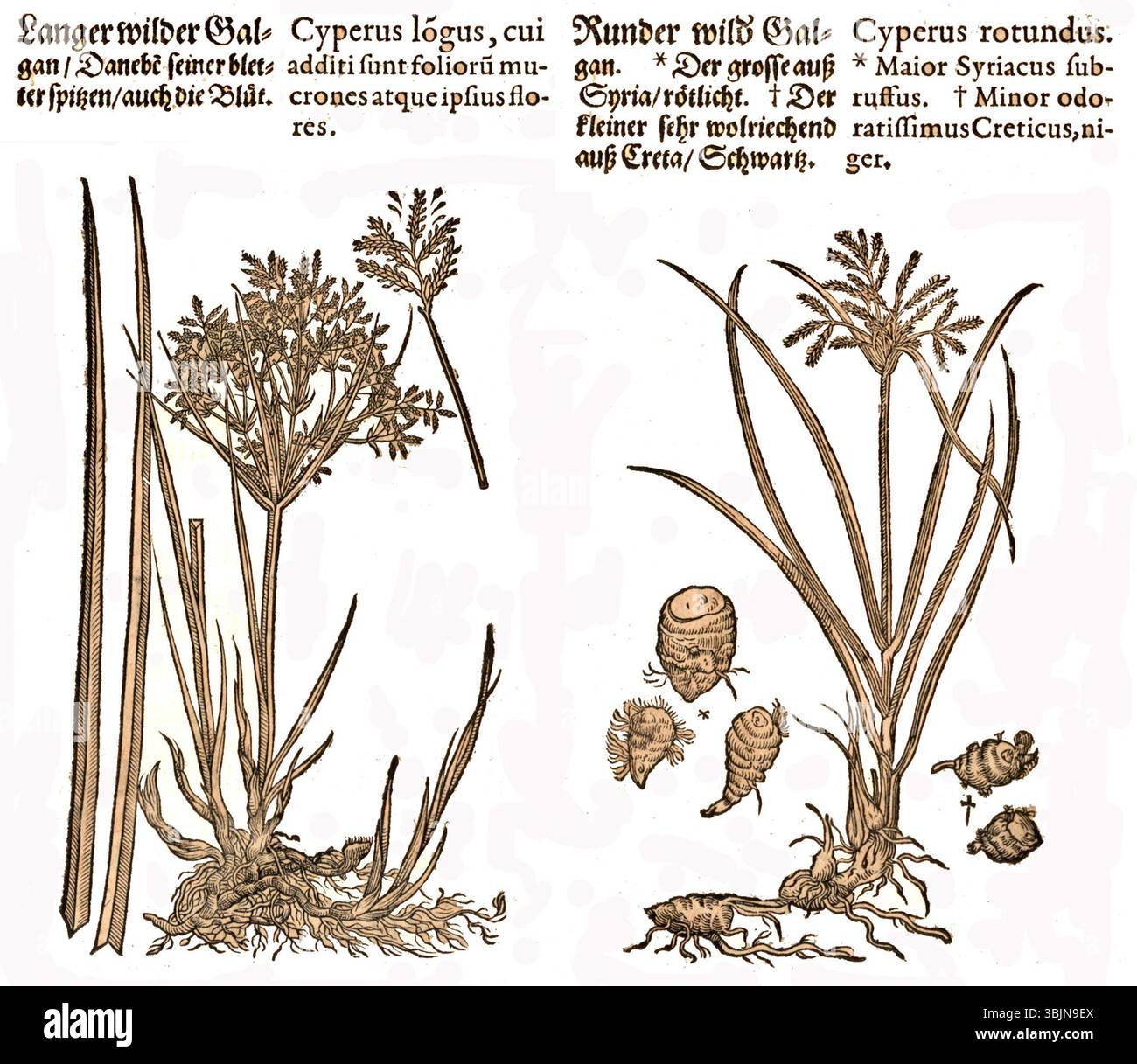 Illustration of *Cyperus spec* from *Camerarius* (1586), showing a ...