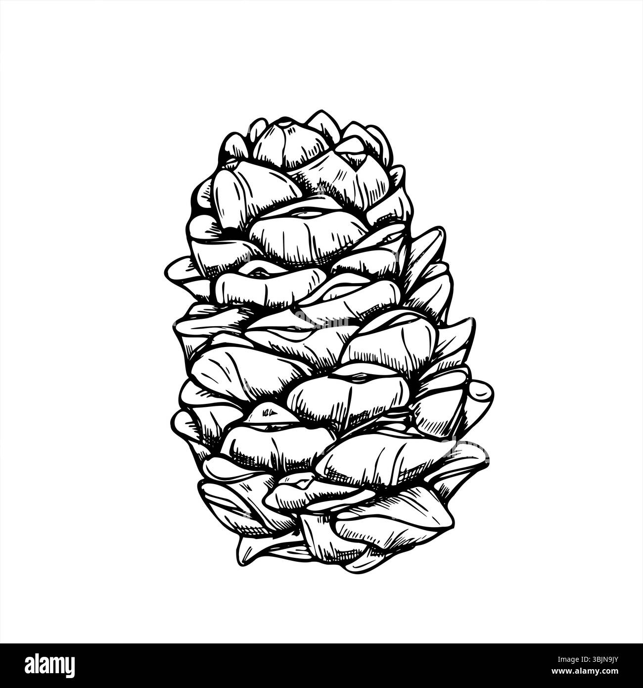 Cedar tree etching Stock Vector Images - Alamy