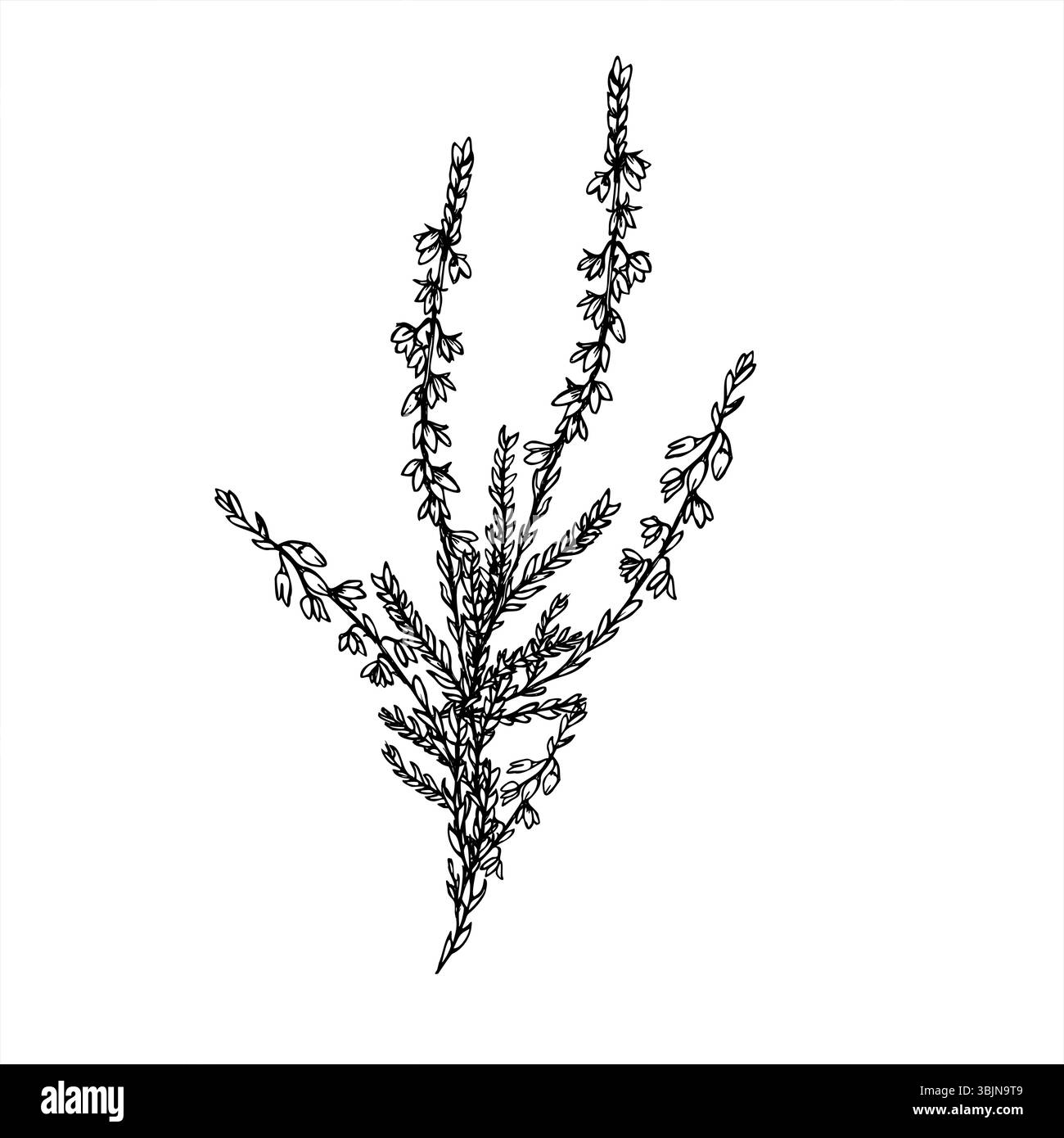 Heather flowers wild bloom Stock Vector Images - Alamy