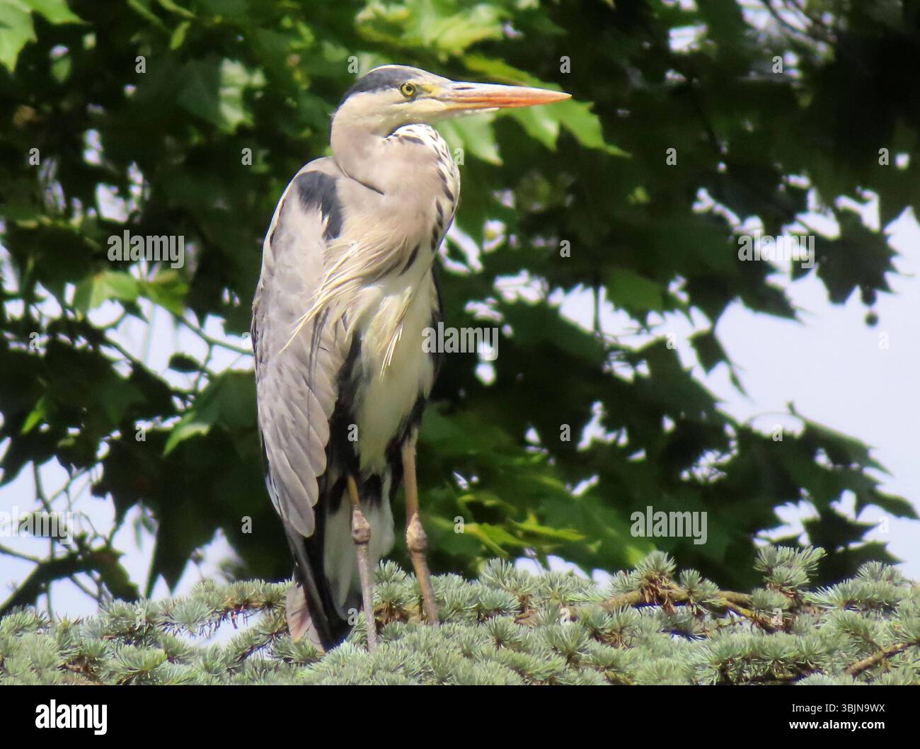 ...wenn keine Rotbuche greifbar ist,tut es auch eine maechtige Atlas ...