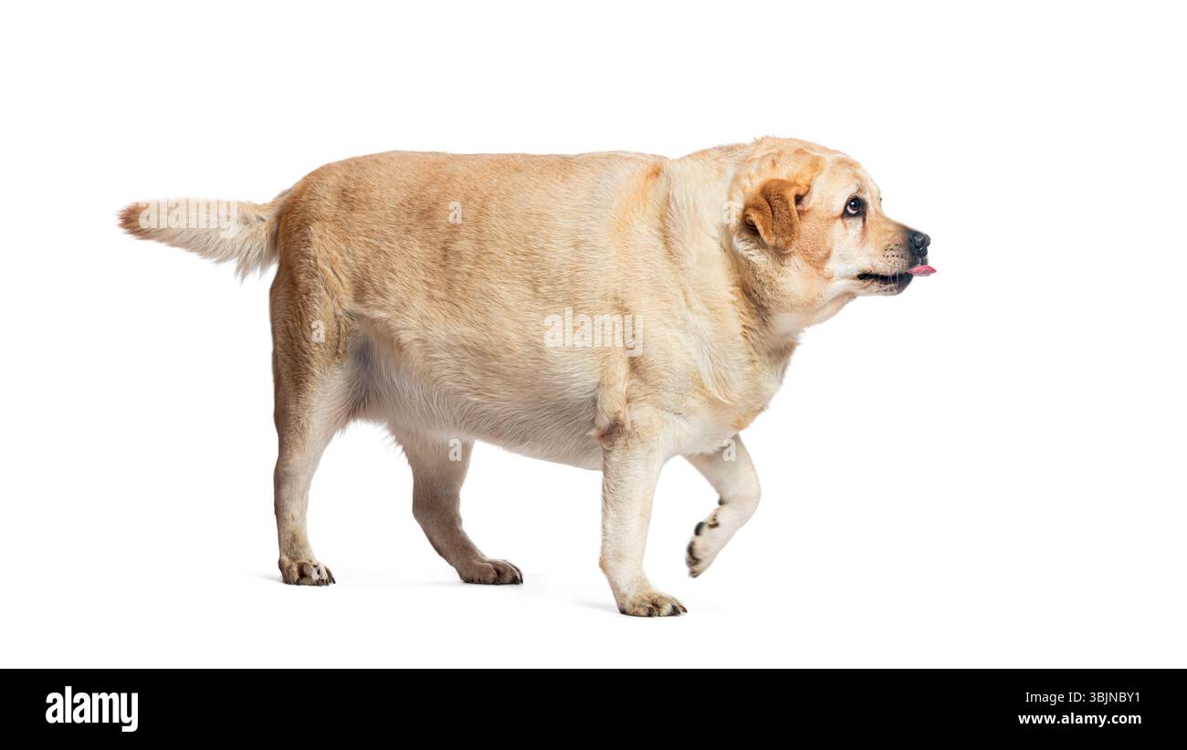 Overweight fat labrador retriever dog walking and panting, isolated on ...