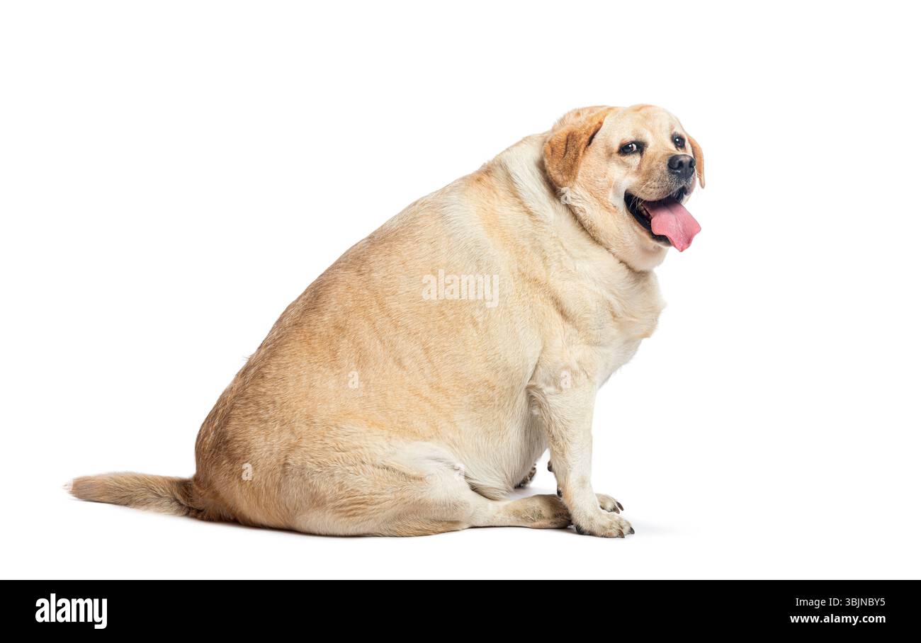 Overweight fat labrador retriever dog sitting and panting, isolated on ...