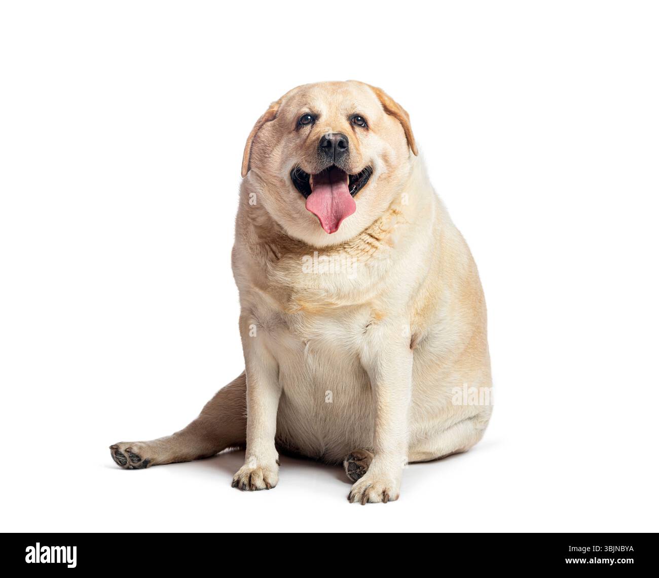 Overweight fat labrador retriever dog sitting and panting, isolated on ...