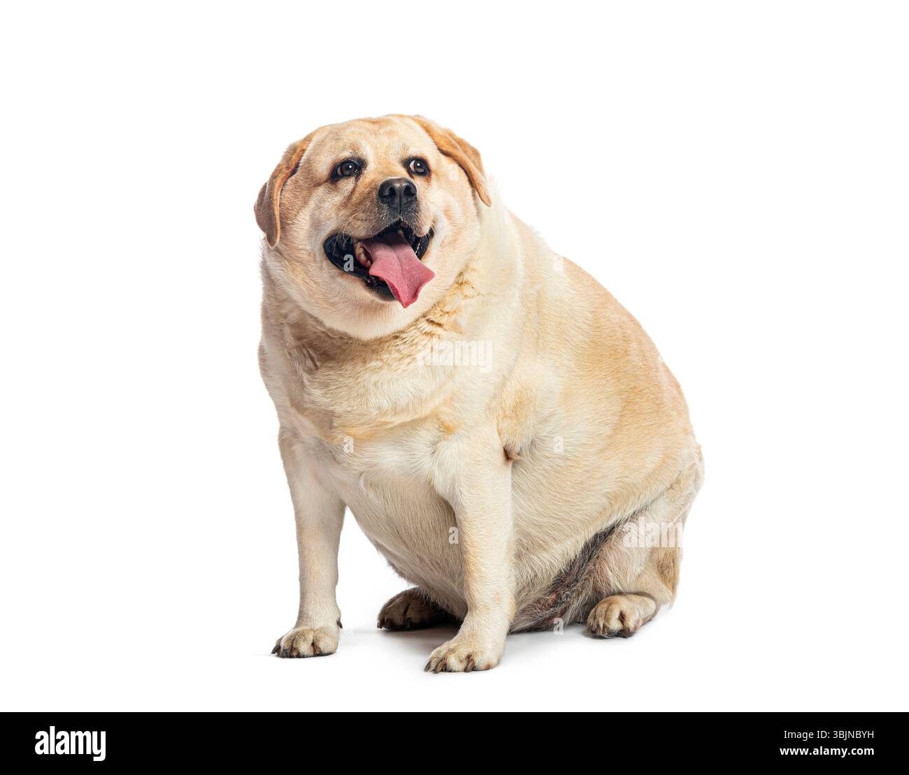 Overweight fat labrador retriever dog sitting and panting, isolated on ...