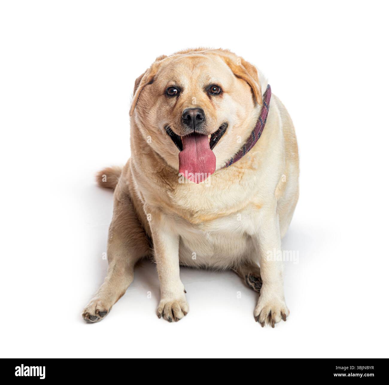 Overweight fat labrador retriever dog sitting and panting, isolated on ...
