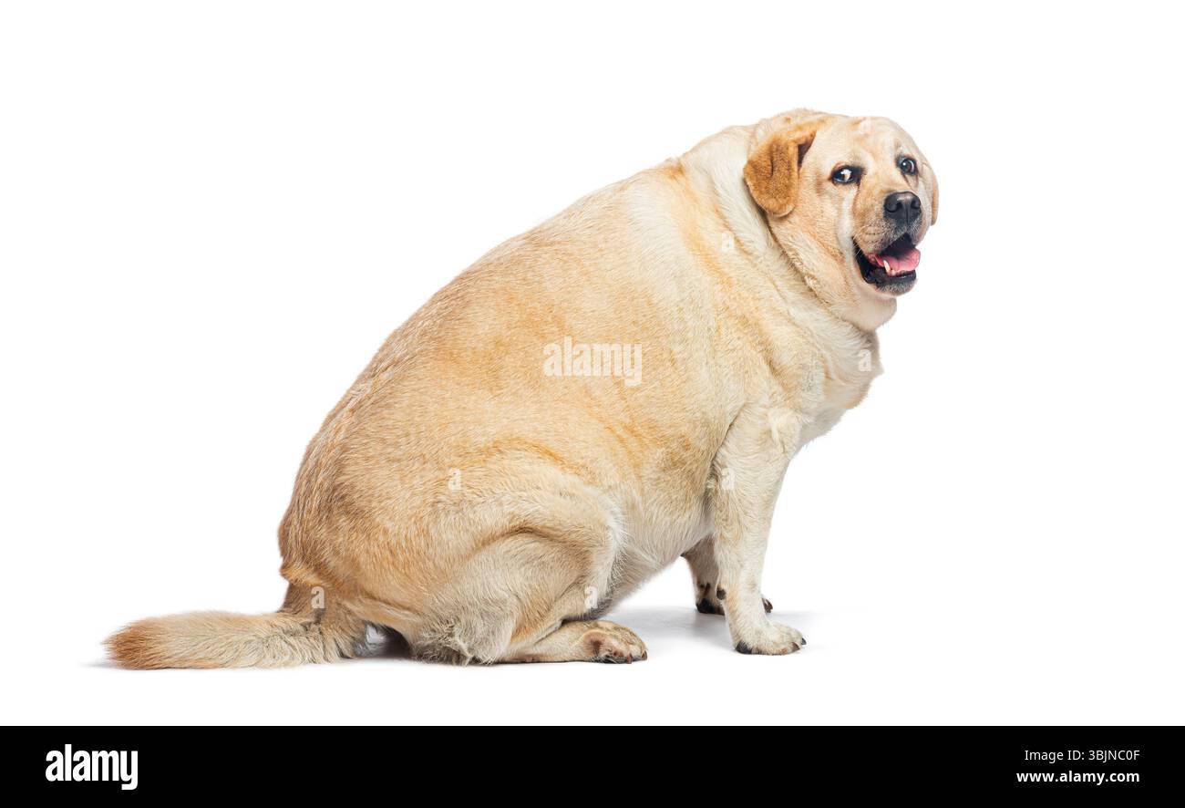 Overweight fat labrador retriever dog sitting and panting, isolated on ...