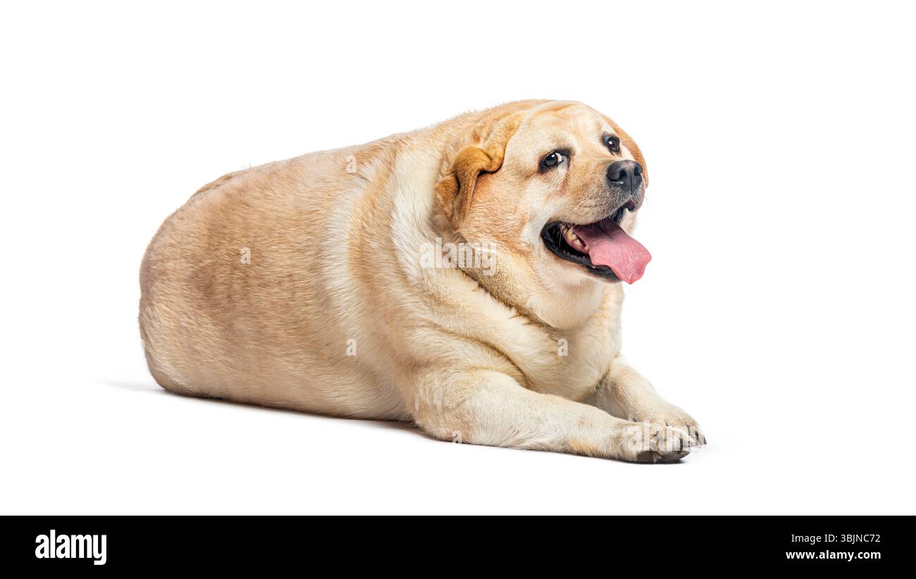 Overweight fat labrador retriever dog lying down and panting, isolated ...