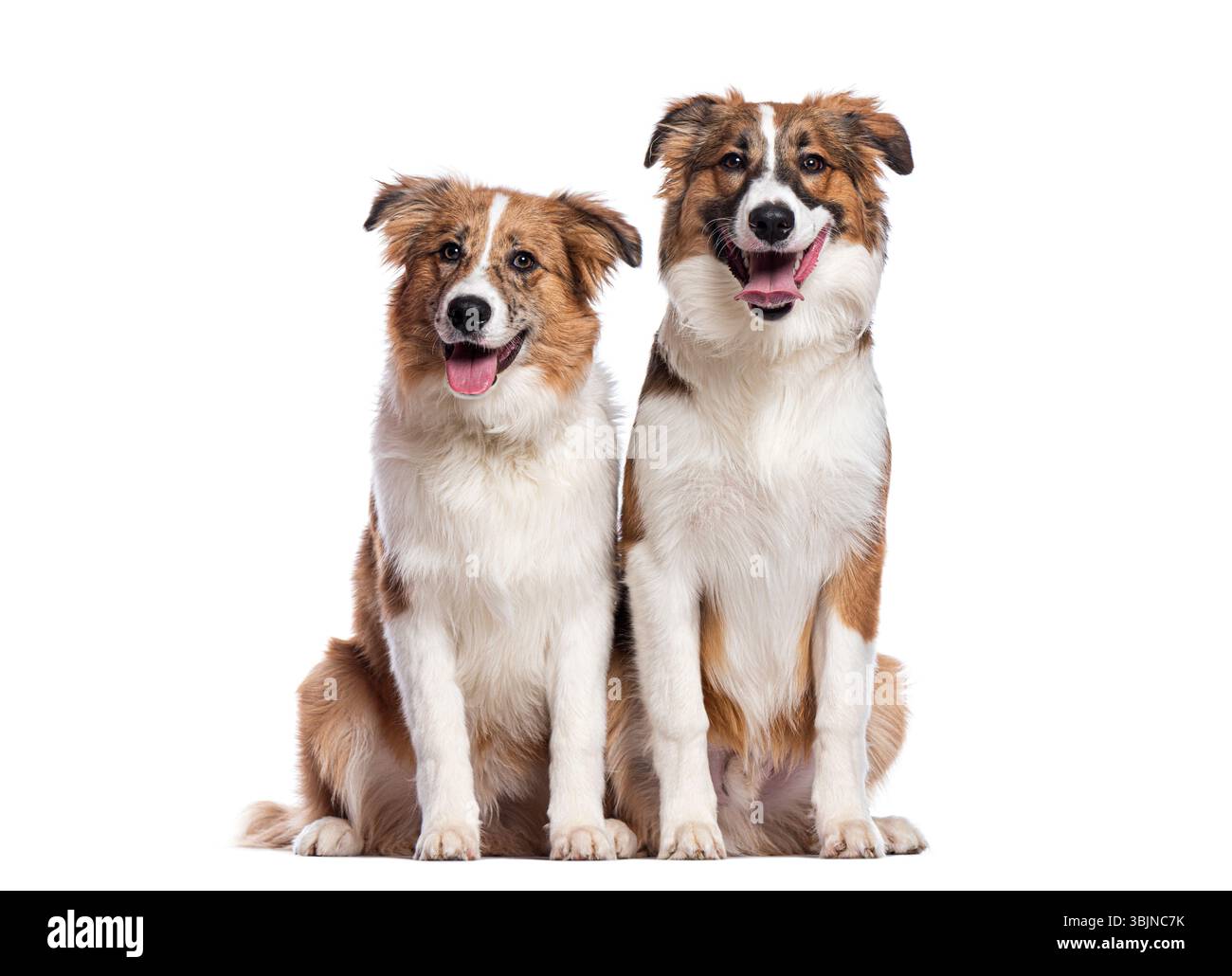 Two happy panting dogs Cut Out Stock Images & Pictures - Alamy