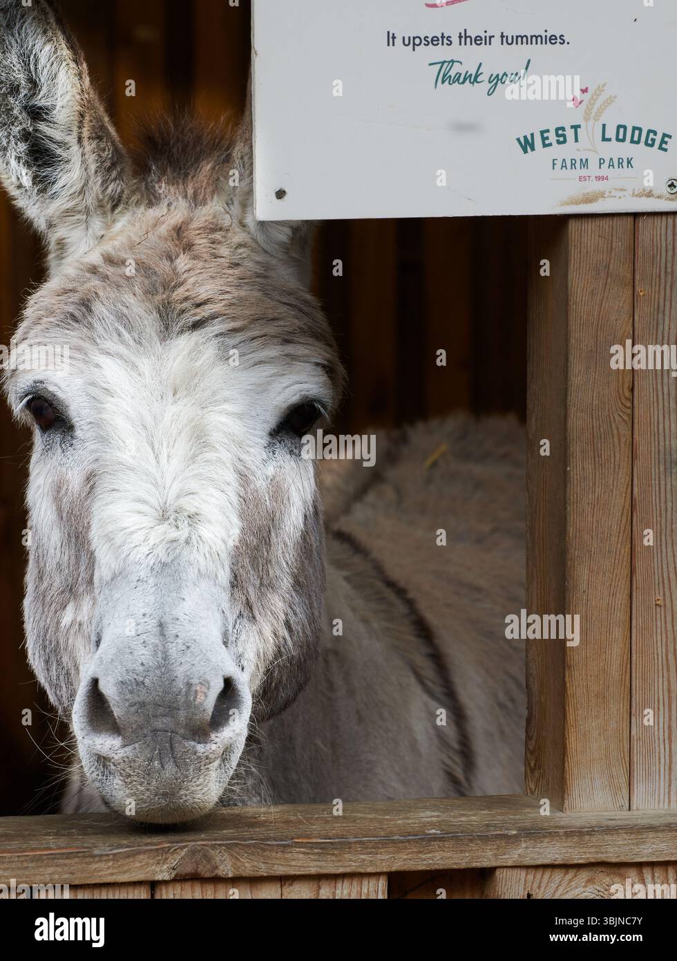 Sad looking donkey at West Lodge farm rural centre, Rothwell, England ...