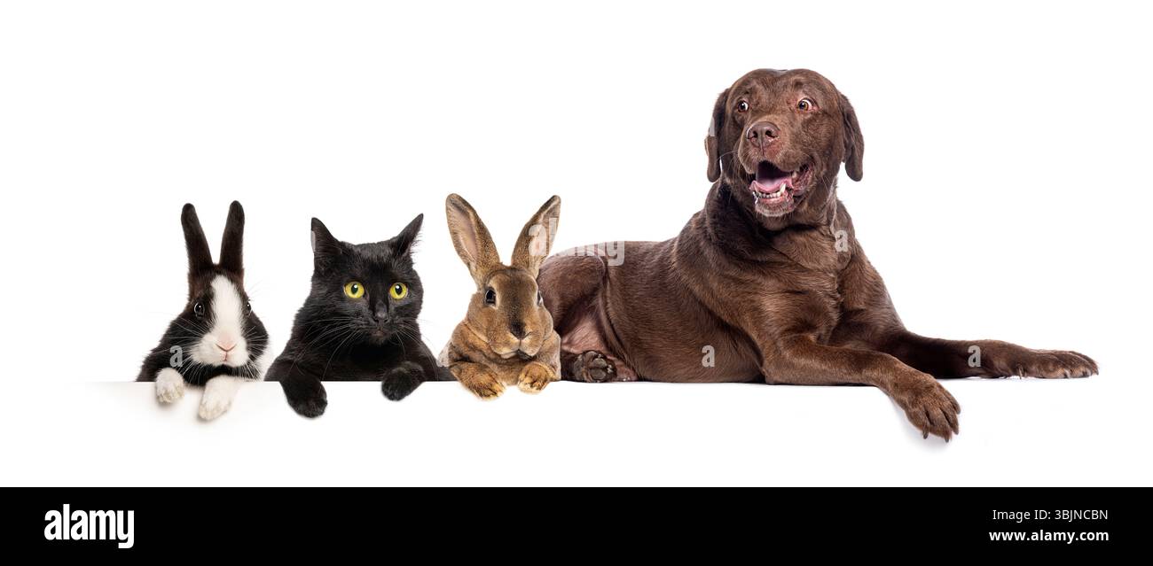 Rabbits, cat and dog lying down together, showing interspecies ...