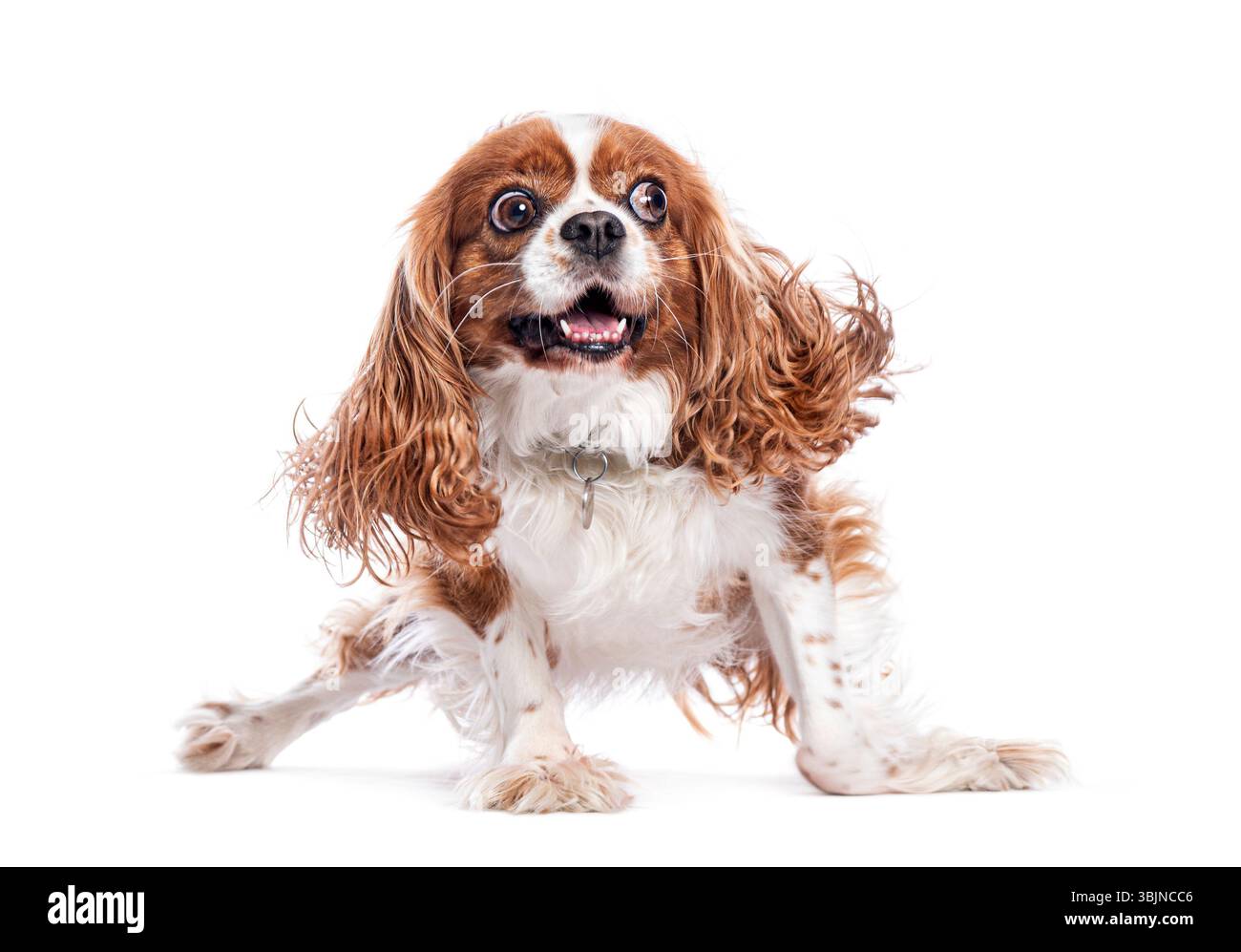 Playful cavalier king charles spaniel making a funny face on white ...