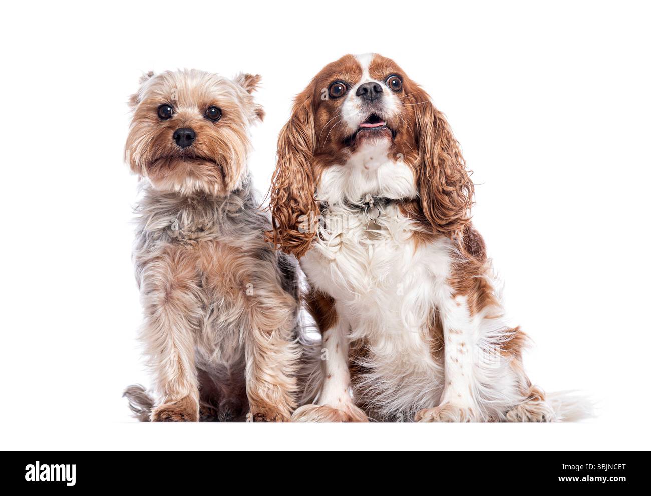 Yorkshire terrier and cavalier king charles spaniel sitting side by ...