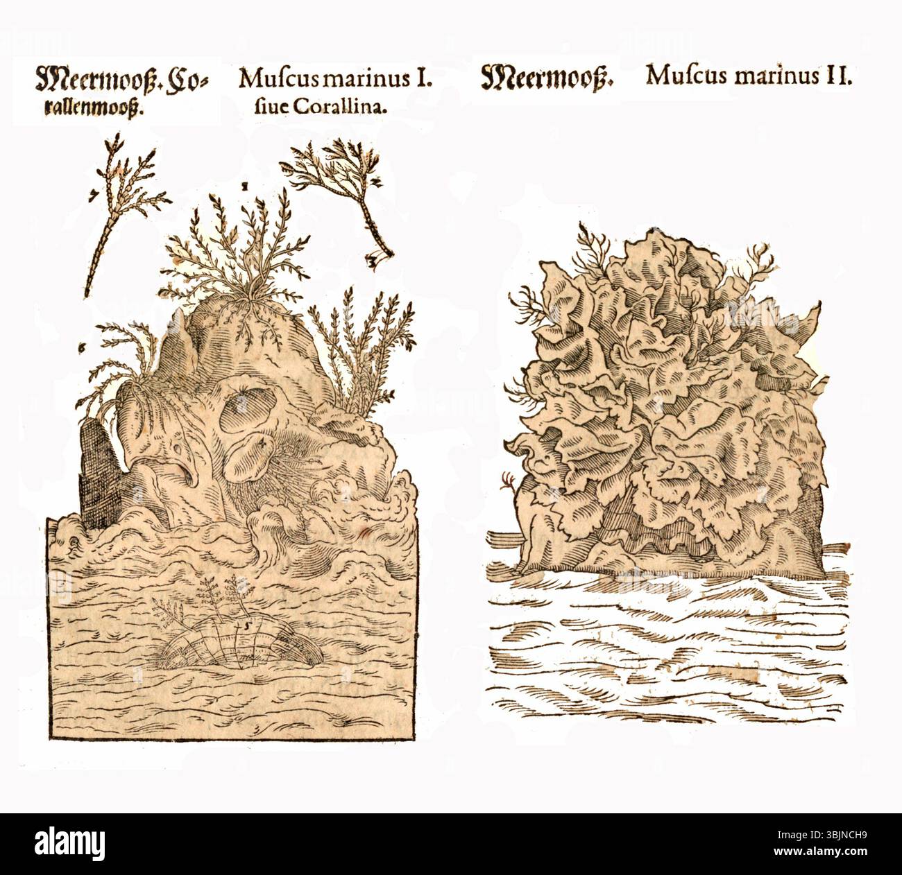 The 'Camerarius Meermooß' from 1586 is an illustration depicting coral ...