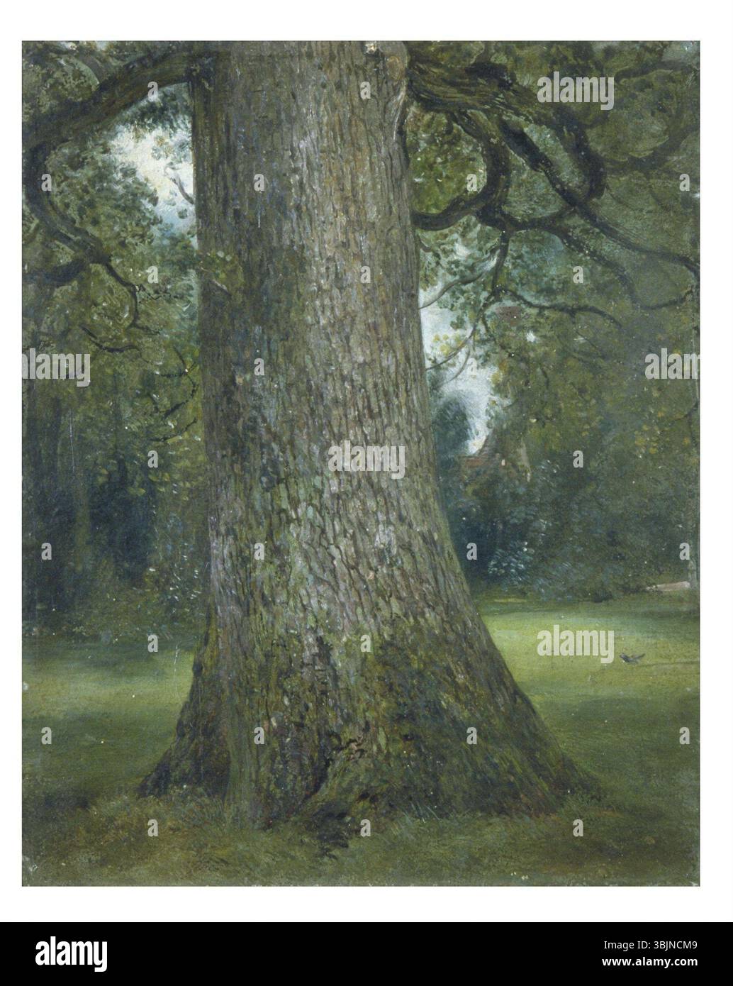 Detailed study on flora Cut Out Stock Images & Pictures - Alamy