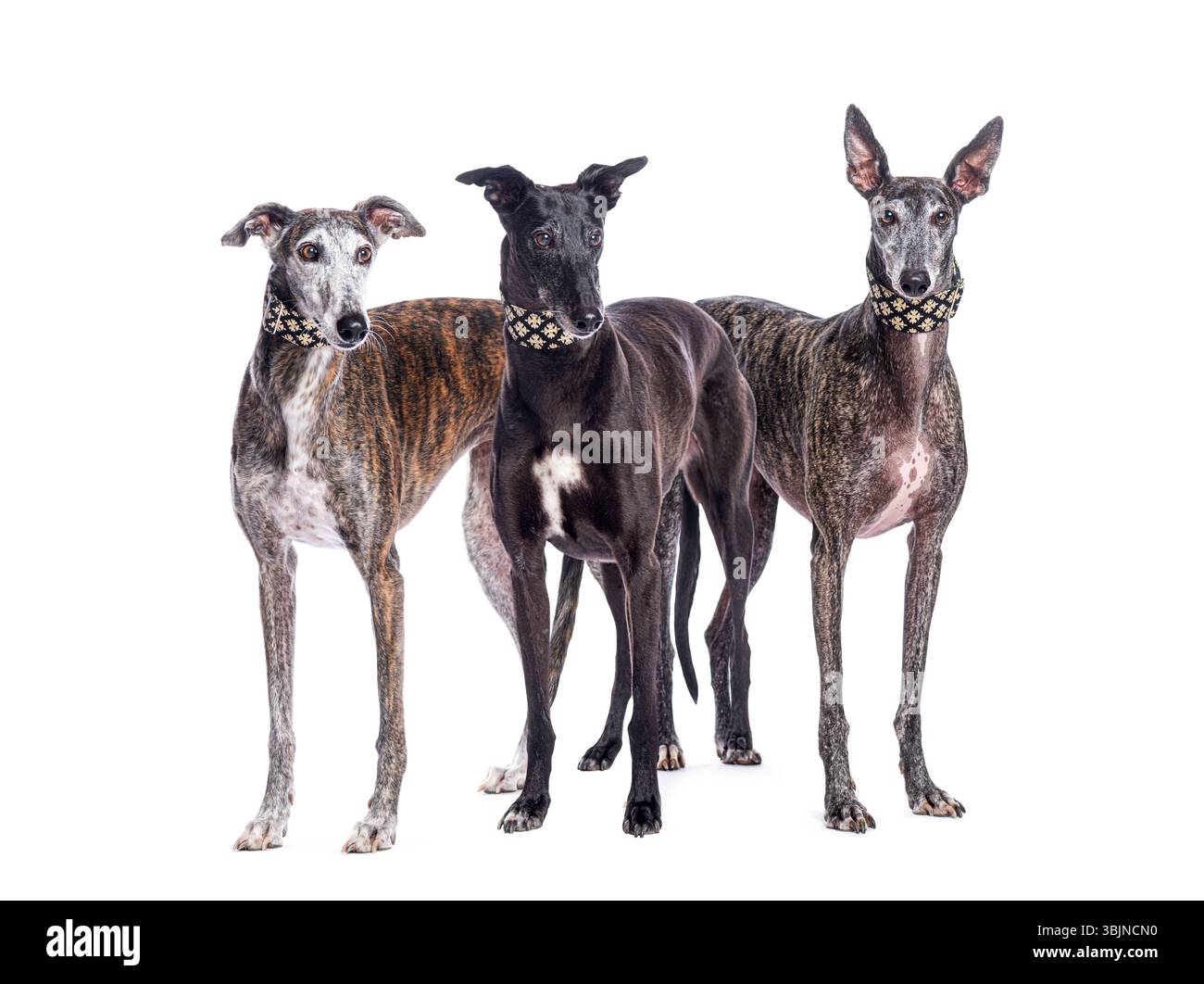 Three greyhounds wearing collars are standing on a white background ...