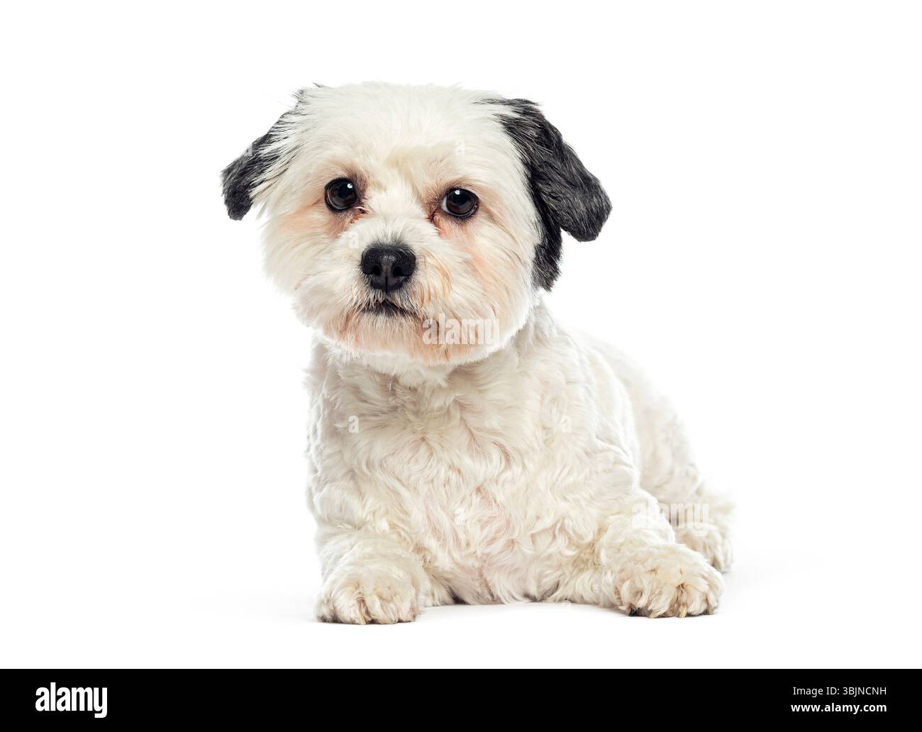 Charming dog with white and black maltese fur lying down on a seamless ...