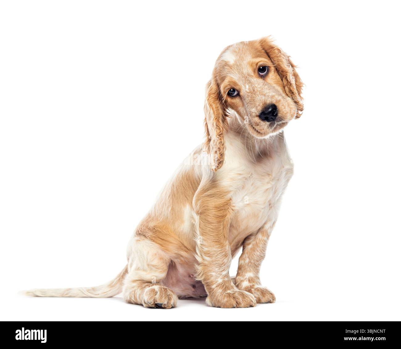 English spaniel head shot breed Cut Out Stock Images & Pictures - Alamy