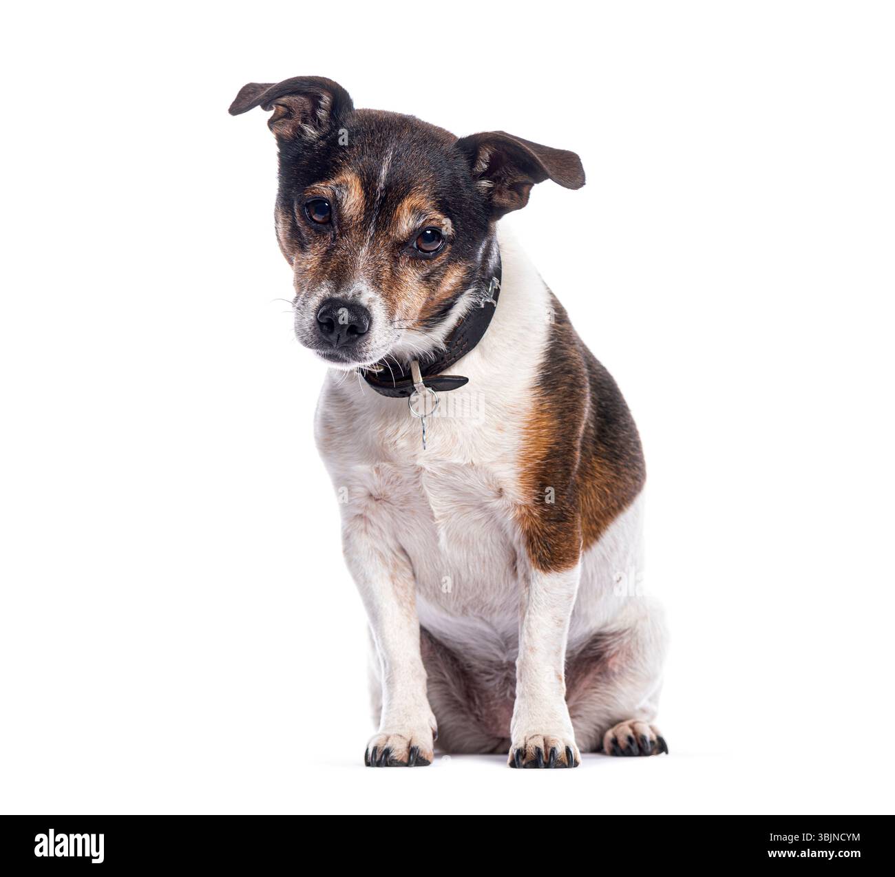 Jack russell terrier sitting and wearing a collar, isolated on white ...