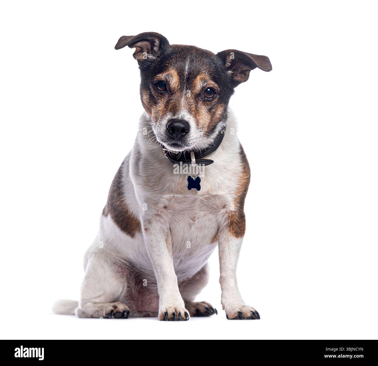 Jack russell terrier puppy sitting and wearing a collar with bone ...