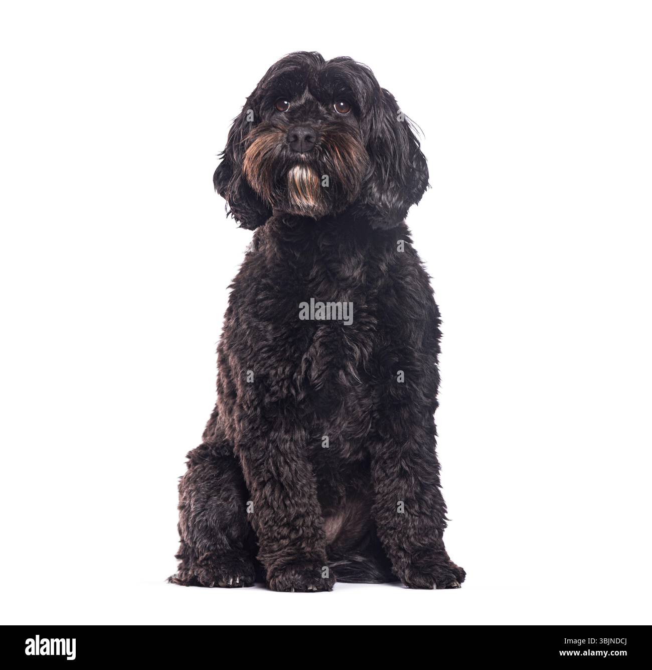 Cute black Labradoodle dog sitting and looking up, isolated on white ...