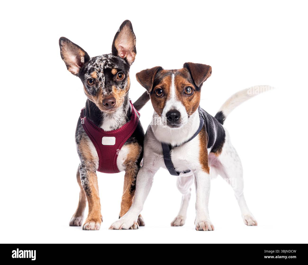 Jack russell terrier and a mixed breed dog stand side by side, both ...