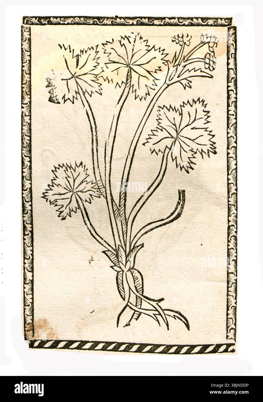 Botanical illustration of Sanicula europaea, also known as wood sanicle ...