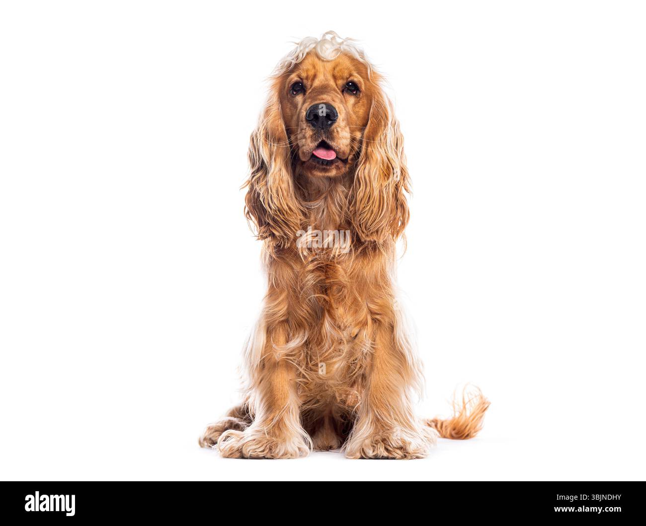 Studio shot of adorable english cocker spaniel sitting on white ...