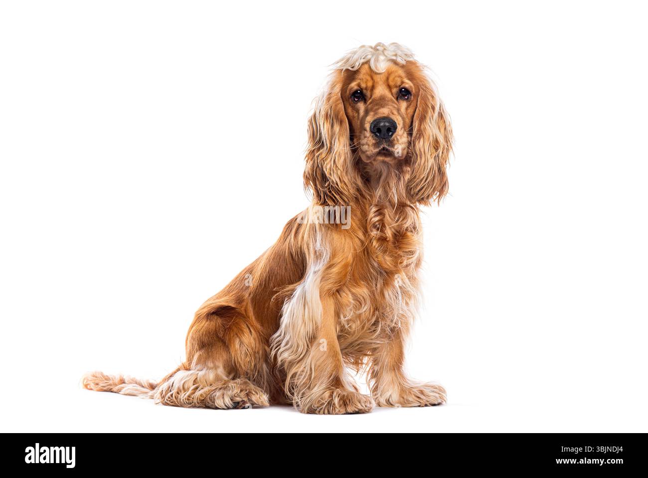 Adorable english cocker spaniel posing calmly, showcasing its beautiful ...