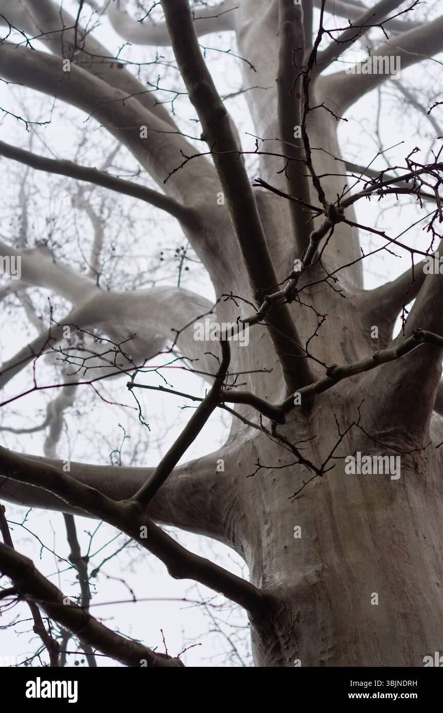 Winter tree without leaves in hi-res stock photography and images - Alamy